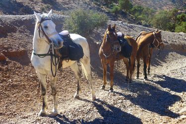 Randonnée équestre sportive Sud Marocain - Randocheval