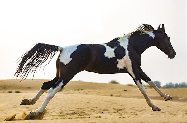 INDE / RAJASTHAN - Voyages à cheval sur des chevaux Marwari - Par Rando ...